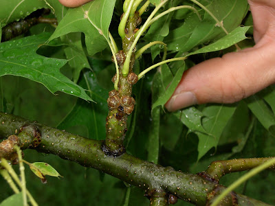 Love Your Lawn: Oak Trees Dying at the Tips