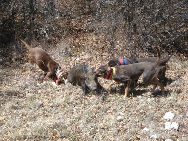 Bigger Piece of Sky: Hog hunt