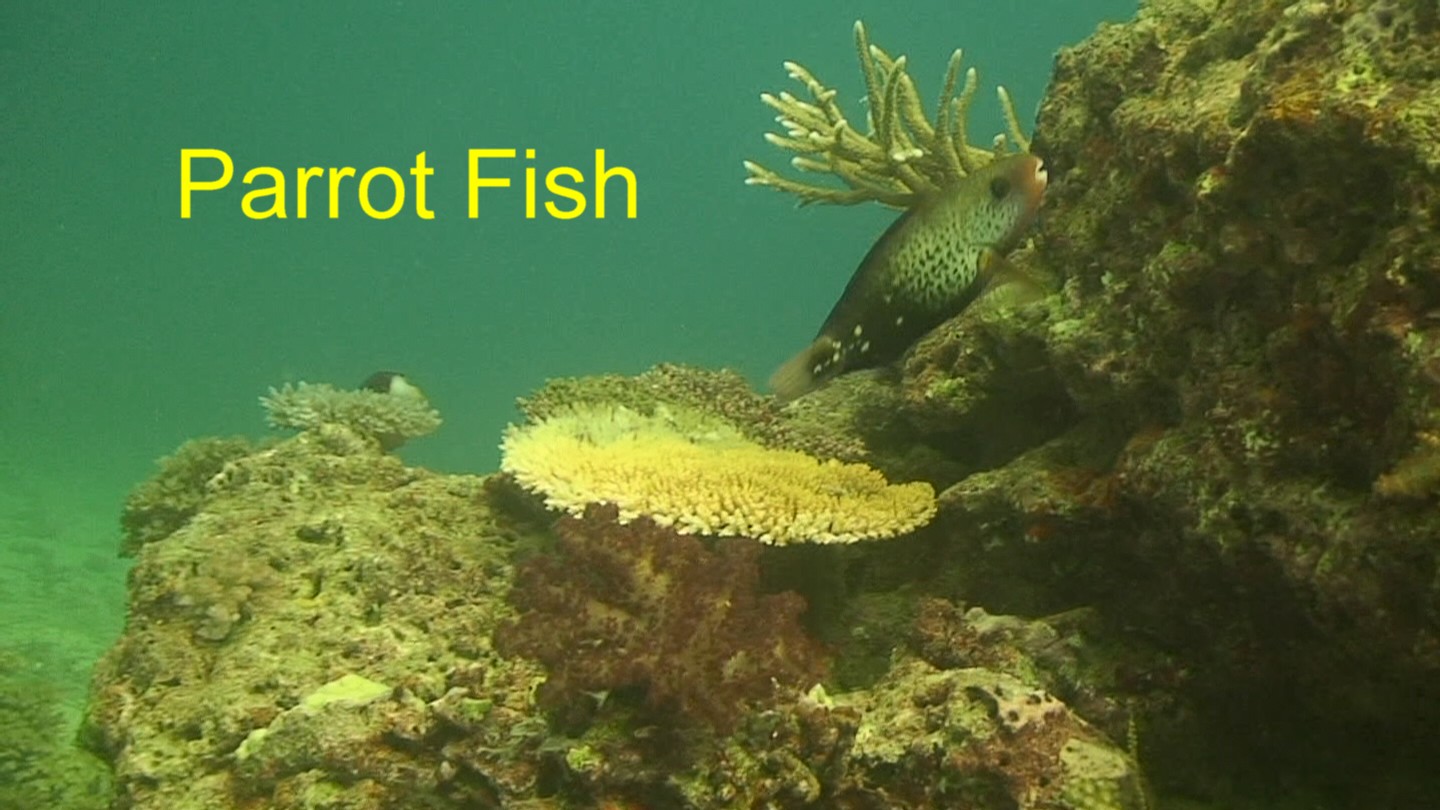 Fish Identification Fiji at Savannah Cawthorne blog