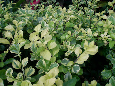 All The Plants (2nd Ed.): Duranta repens variegata ( Variegated Duranta)