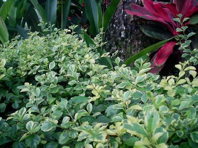 All The Plants (2nd Ed.): Duranta repens variegata ( Variegated Duranta)