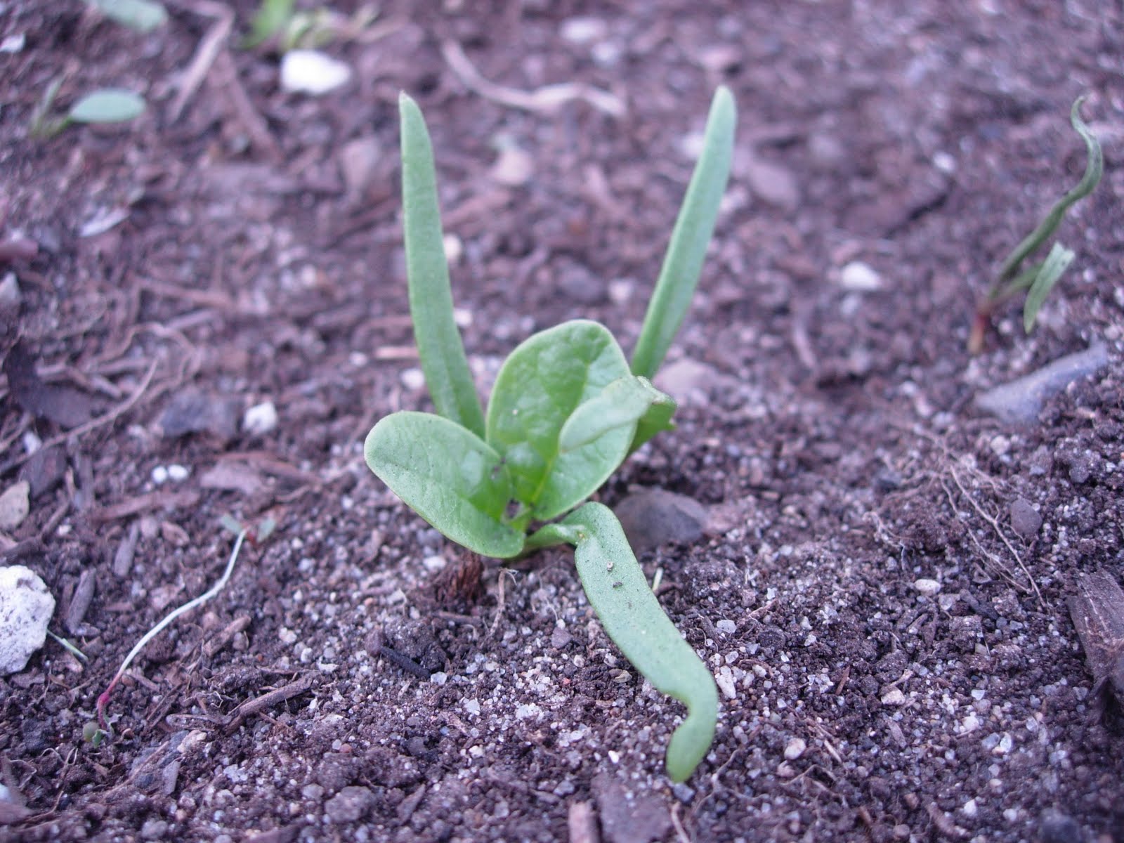 Sojo Community Garden Plot: Garden Map, Sprout Identification