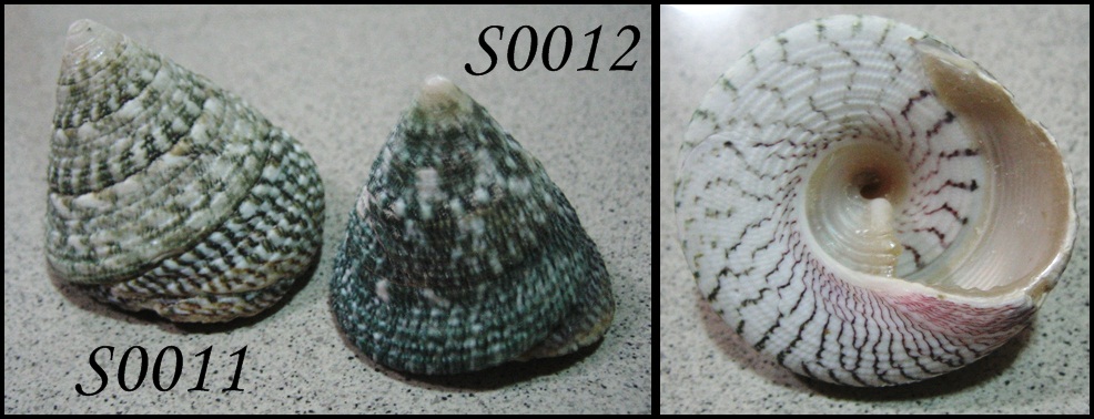 |INTOXICATION|Seashells|