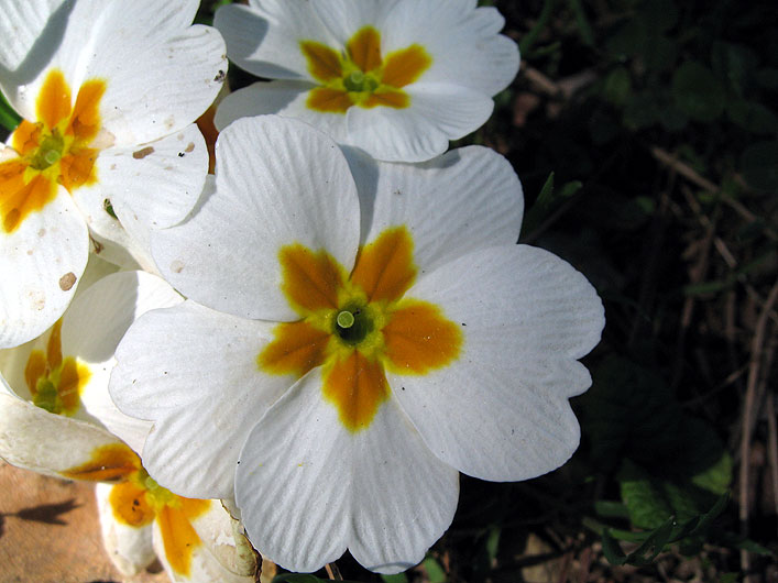 Cutie Thoughtzzzzz: White Flowers............