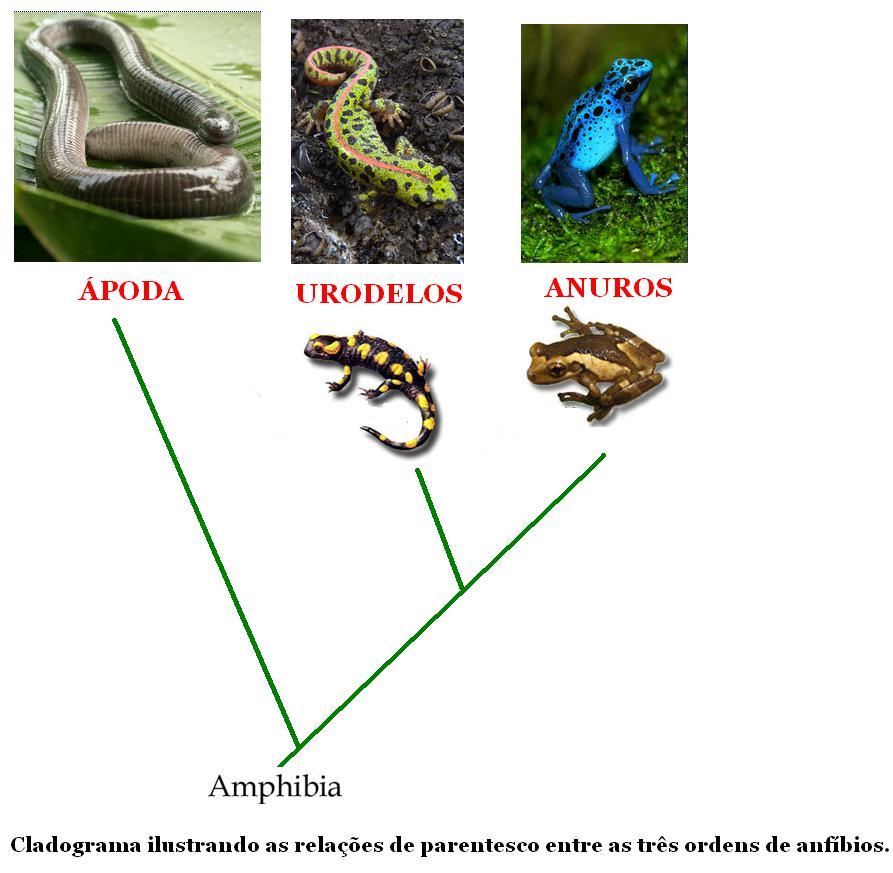 BIOLOGIA PARA A VIDA : CLASSE AMPHIBIA = ANFÍBIOS
