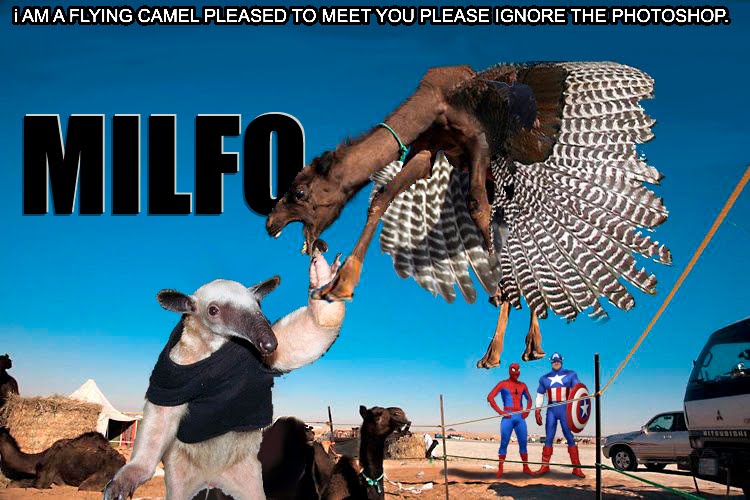 MILFO: Flying Camel