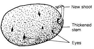 Asexual Reproduction in Plants