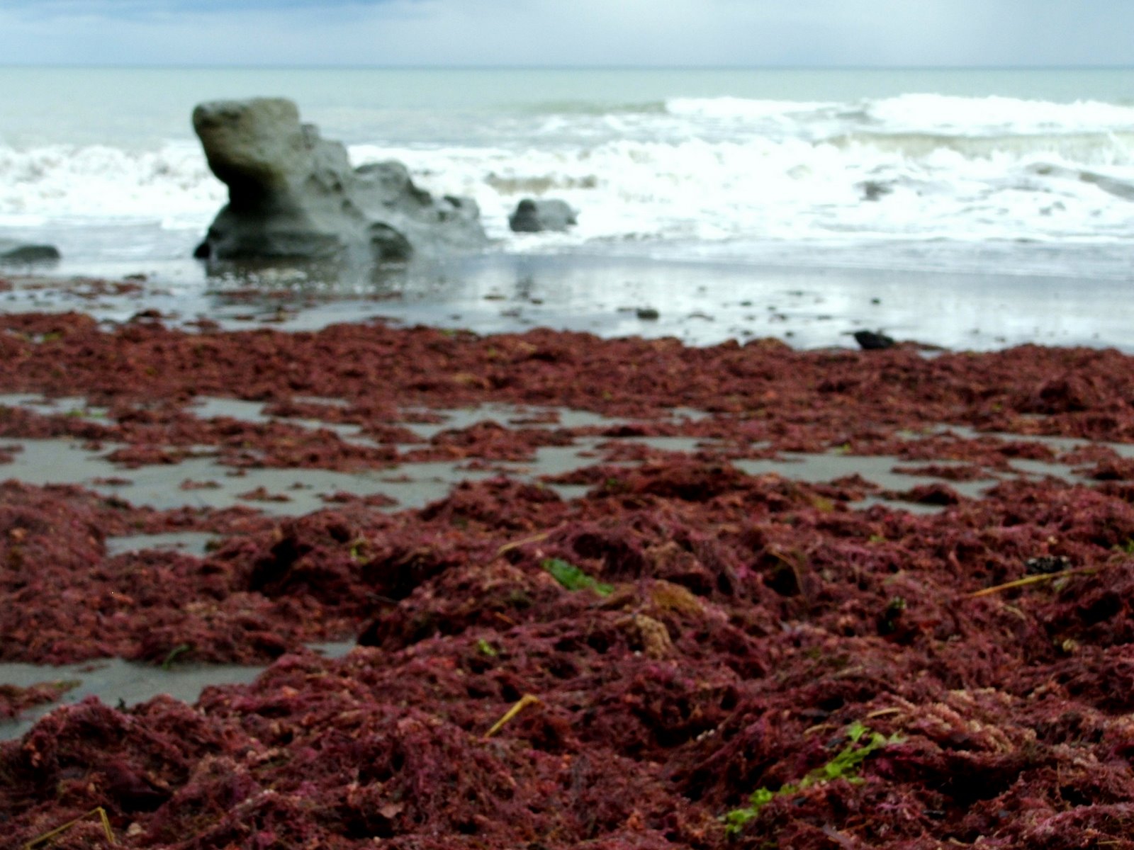 photographing New Zealand: red seaweed