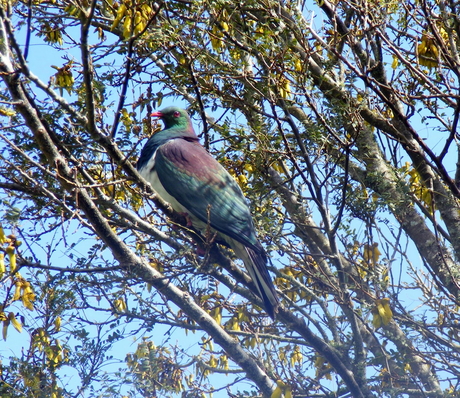 photographing New Zealand: Kereru