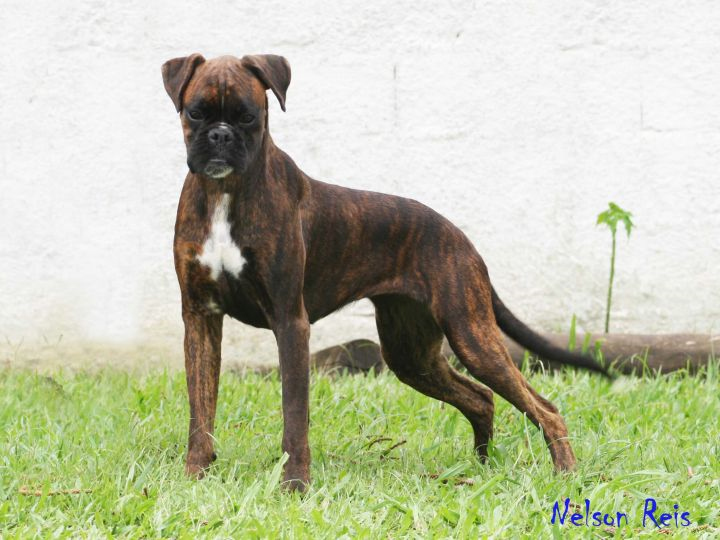 Canil Lord Manske - Canil de Boxer | cachorroidealoficial