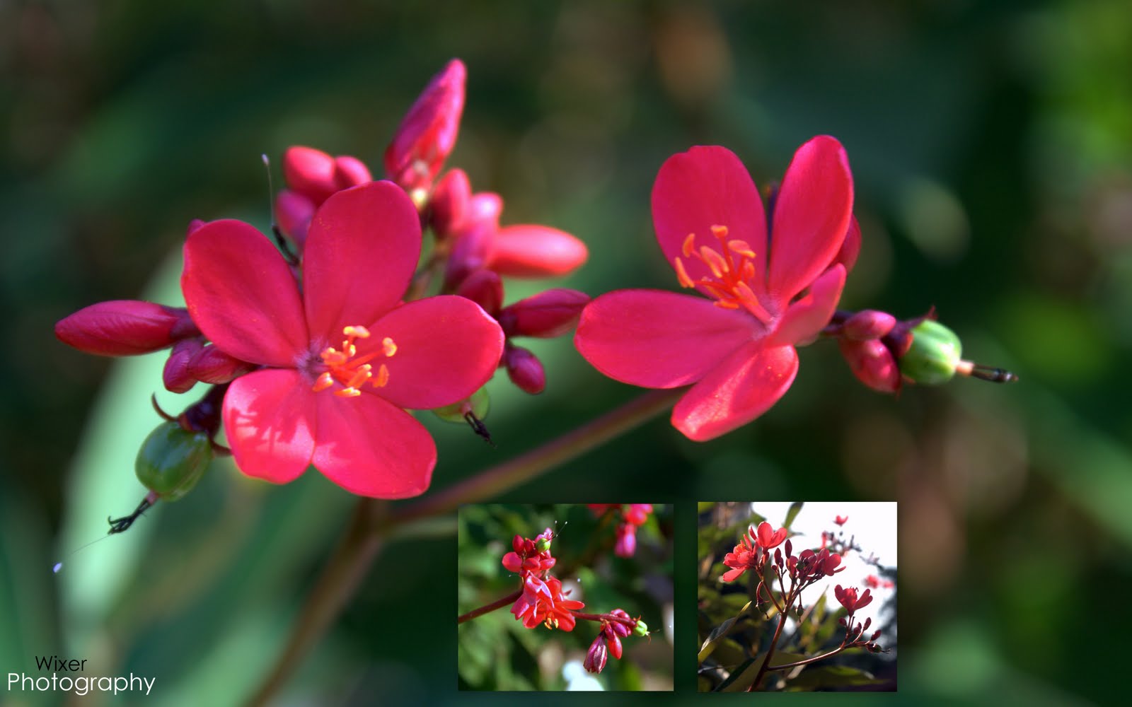 Orang Tasek: Bunga-bunga kembang pagi
