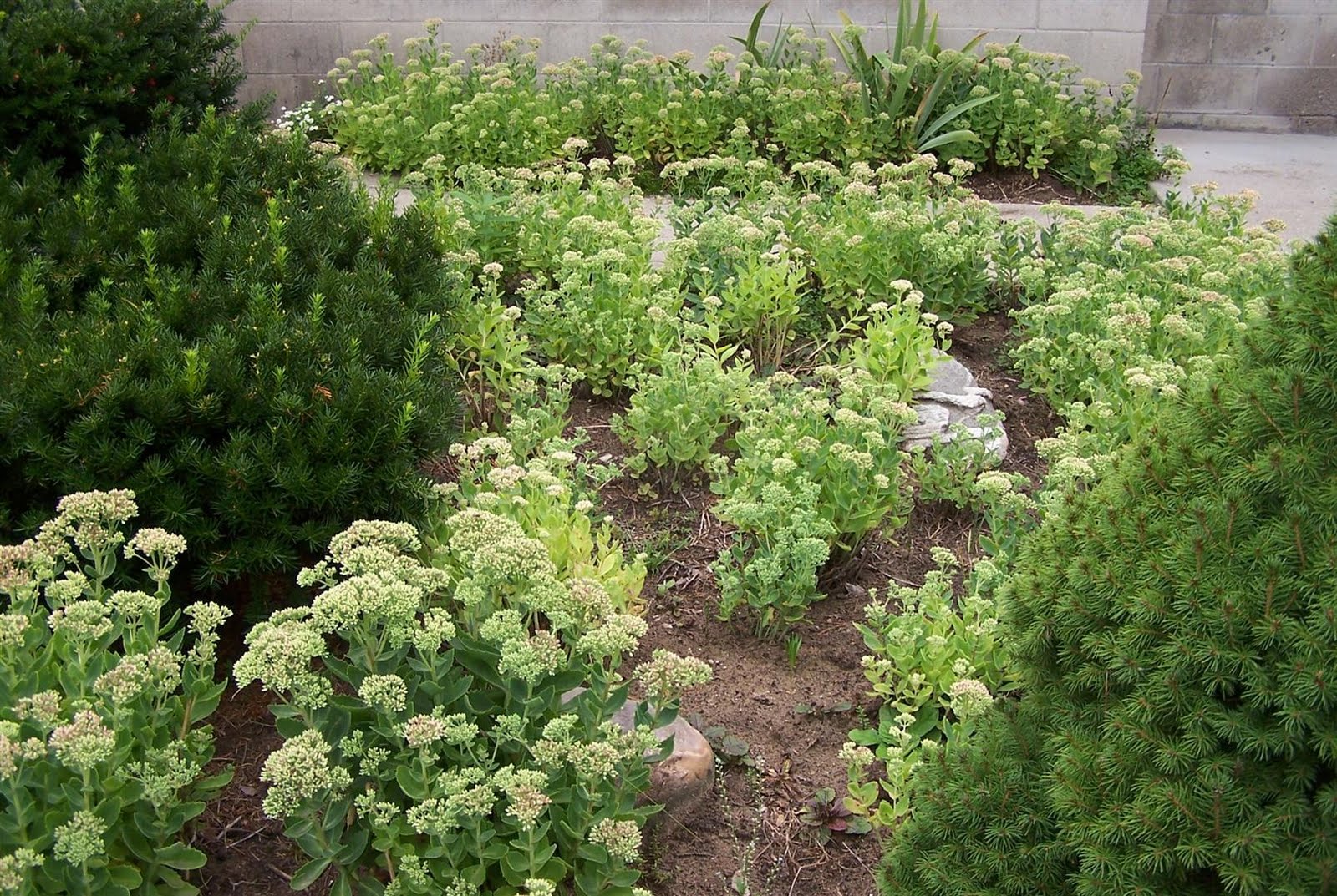 Perennial Passion: Look at all the 'Broccoli Flowers'!