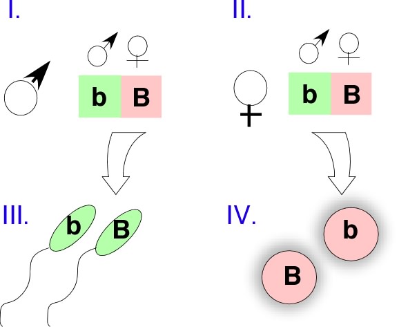 Gay Married Californian: Genetics