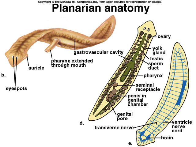 PLATYHELMINTHES | Dunia Biologi