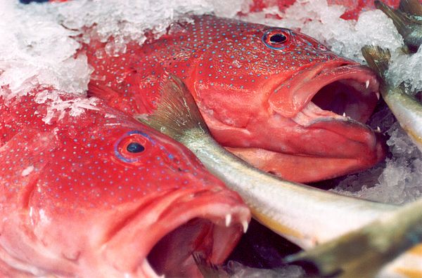 Peixaria Delícias do Mar: Peixe Vermelho
