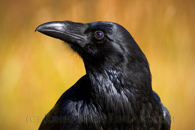 Wild and Free Montana: The Respectable Raven