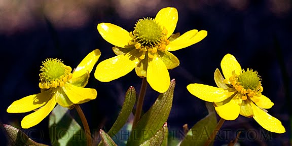 Wild and Free Montana: Waiting for Buttercups