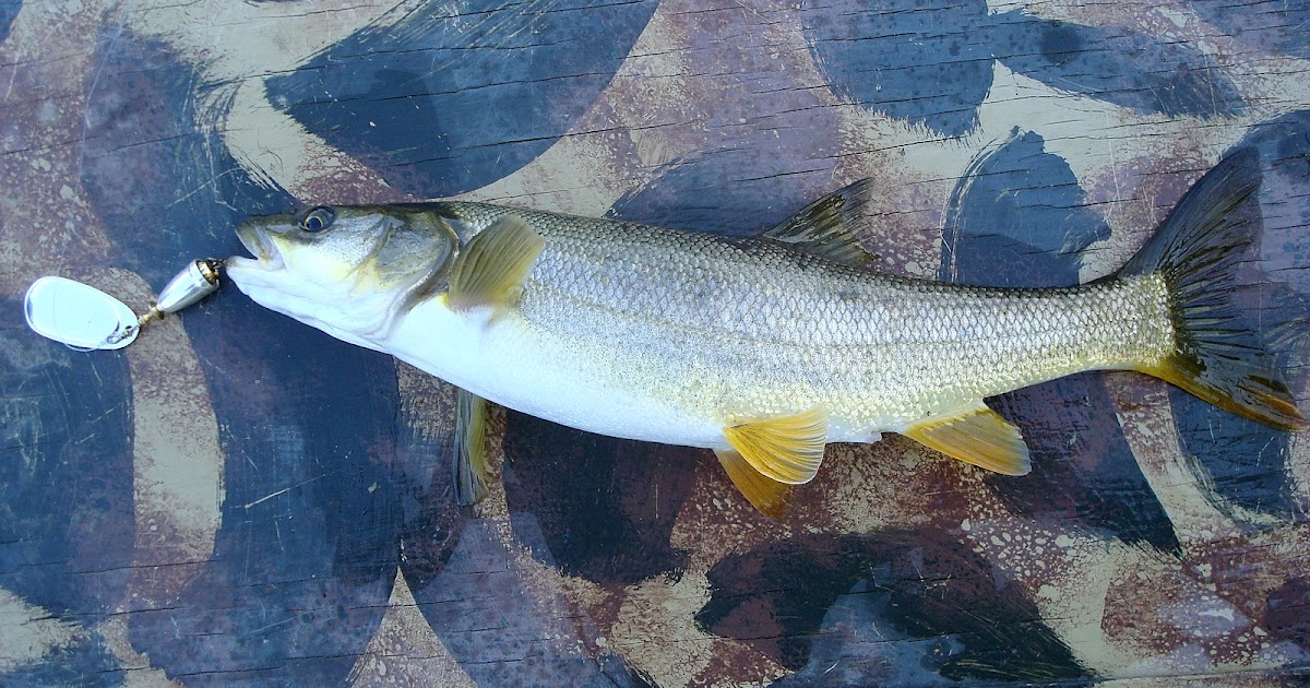 Ritchie Antics: Northern Pikeminnow-AKA Northern Squawfish- Sept 24