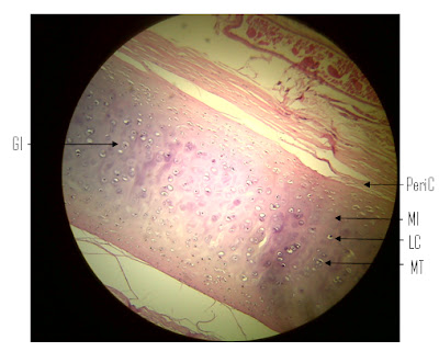 LABORATORIO DE HISTOLOGIA: Tejido Cartilaginoso