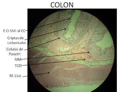 LABORATORIO DE HISTOLOGIA: Sistema Digestivo