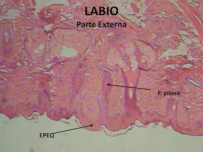 LABORATORIO DE HISTOLOGIA: Sistema Tegumentario