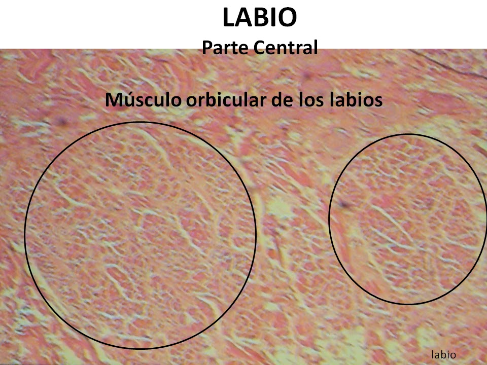 LABORATORIO DE HISTOLOGIA: Sistema Tegumentario