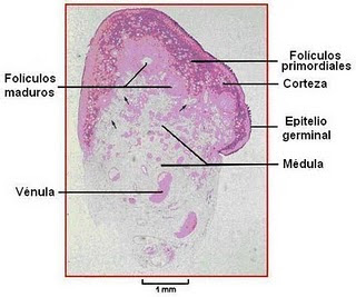 LABORATORIO DE HISTOLOGIA: Aparato Reproductor Masculino