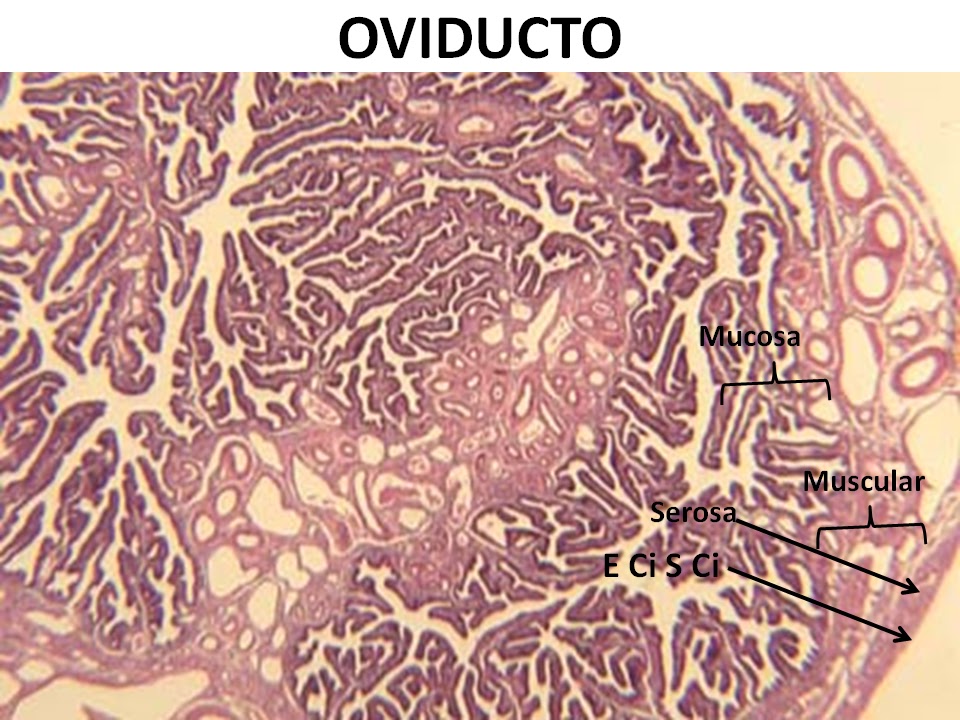 LABORATORIO DE HISTOLOGIA: Sistema Reproductor Femenino