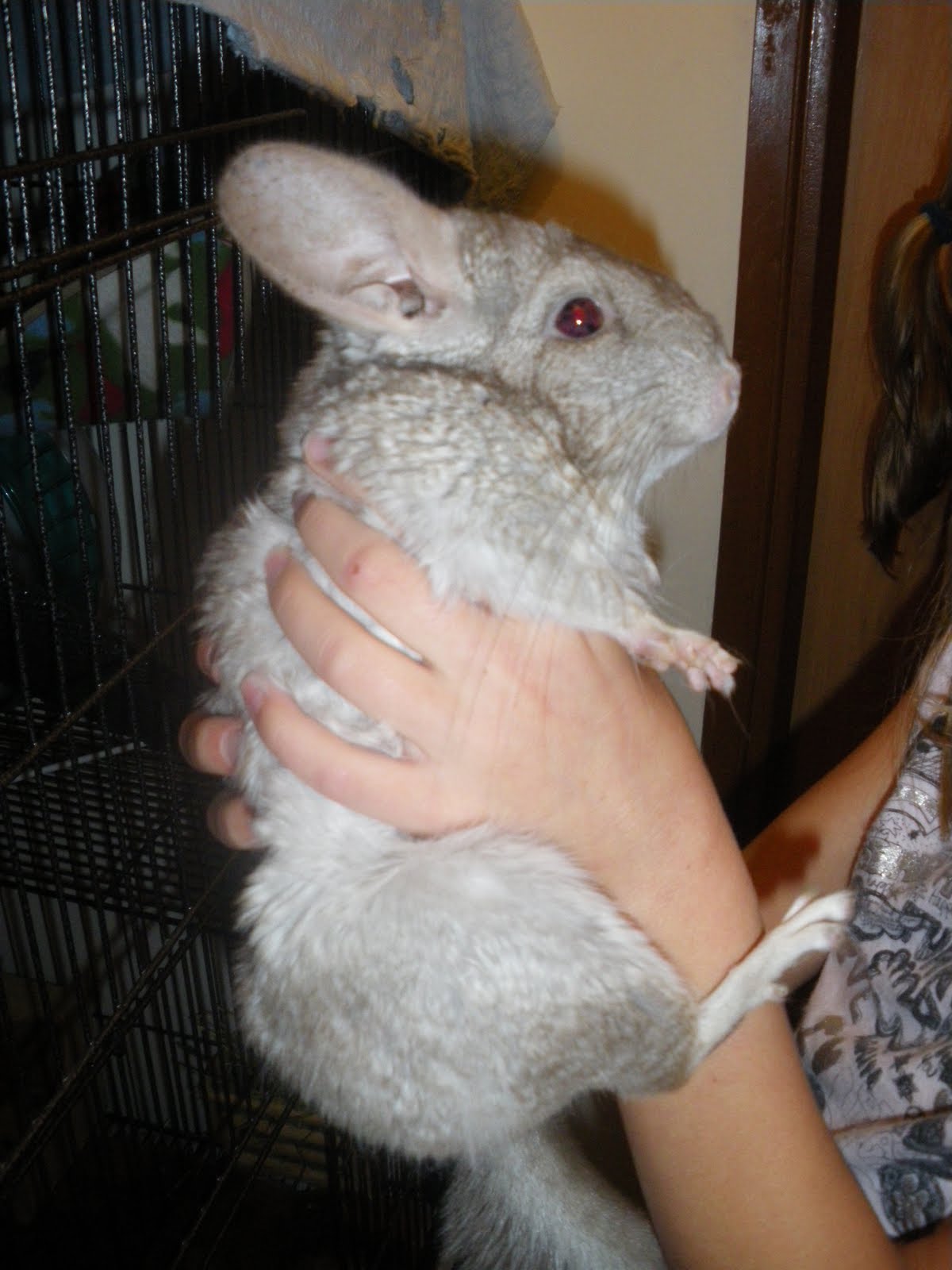 Nesting in Skyscrapers: Chillin' with chinchillas
