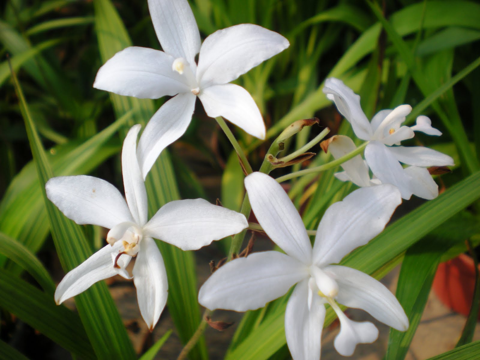 Hati Berdetik dan Berbisik: Spathoglottis Orkid Pinang