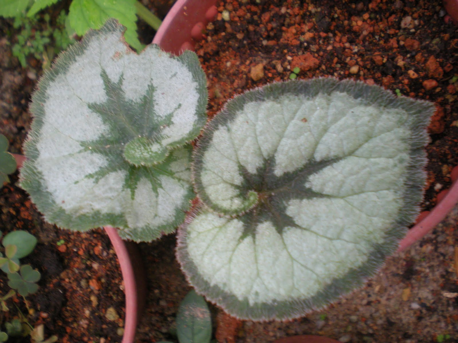 Hati Berdetik dan Berbisik: Begonia Atau Asam Batu