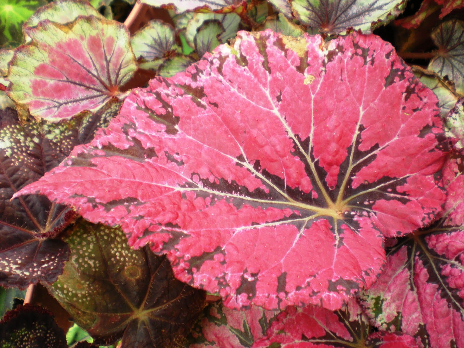 Hati Berdetik dan Berbisik: Begonia Atau Asam Batu