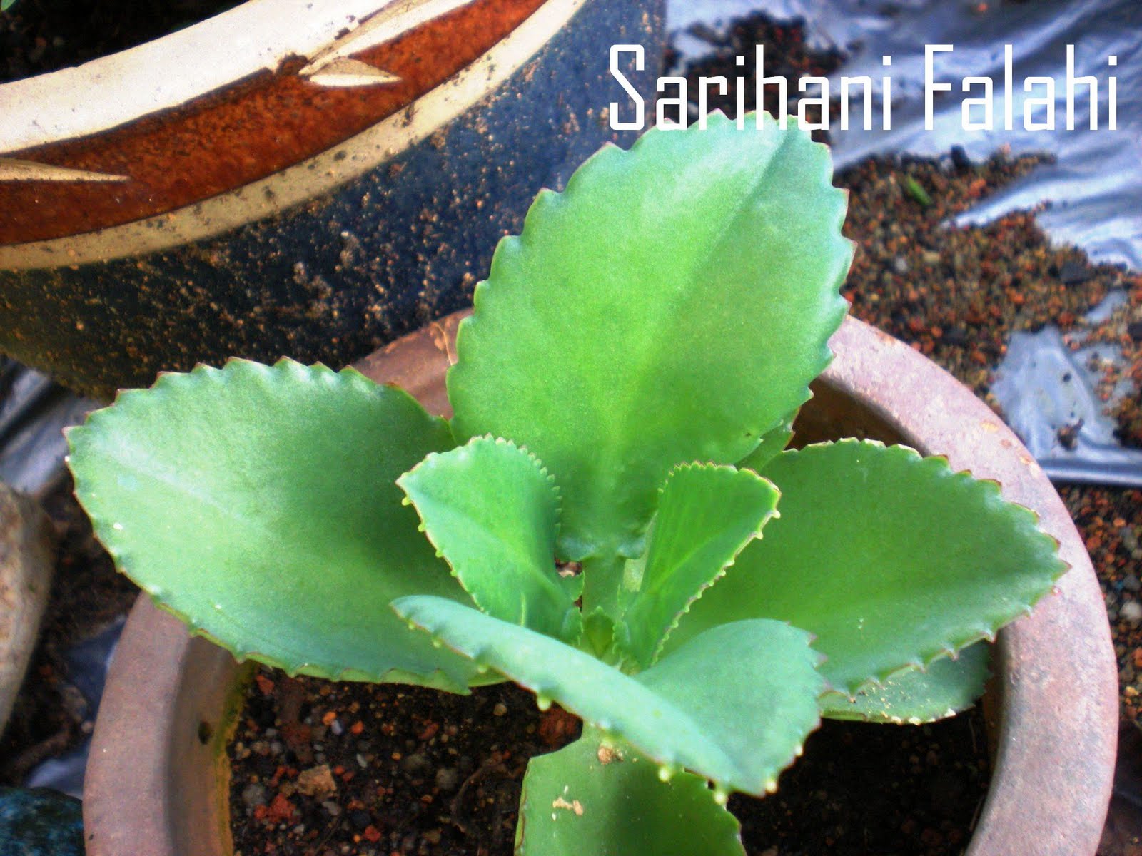 Hati Berdetik dan Berbisik: Pokok Setawar