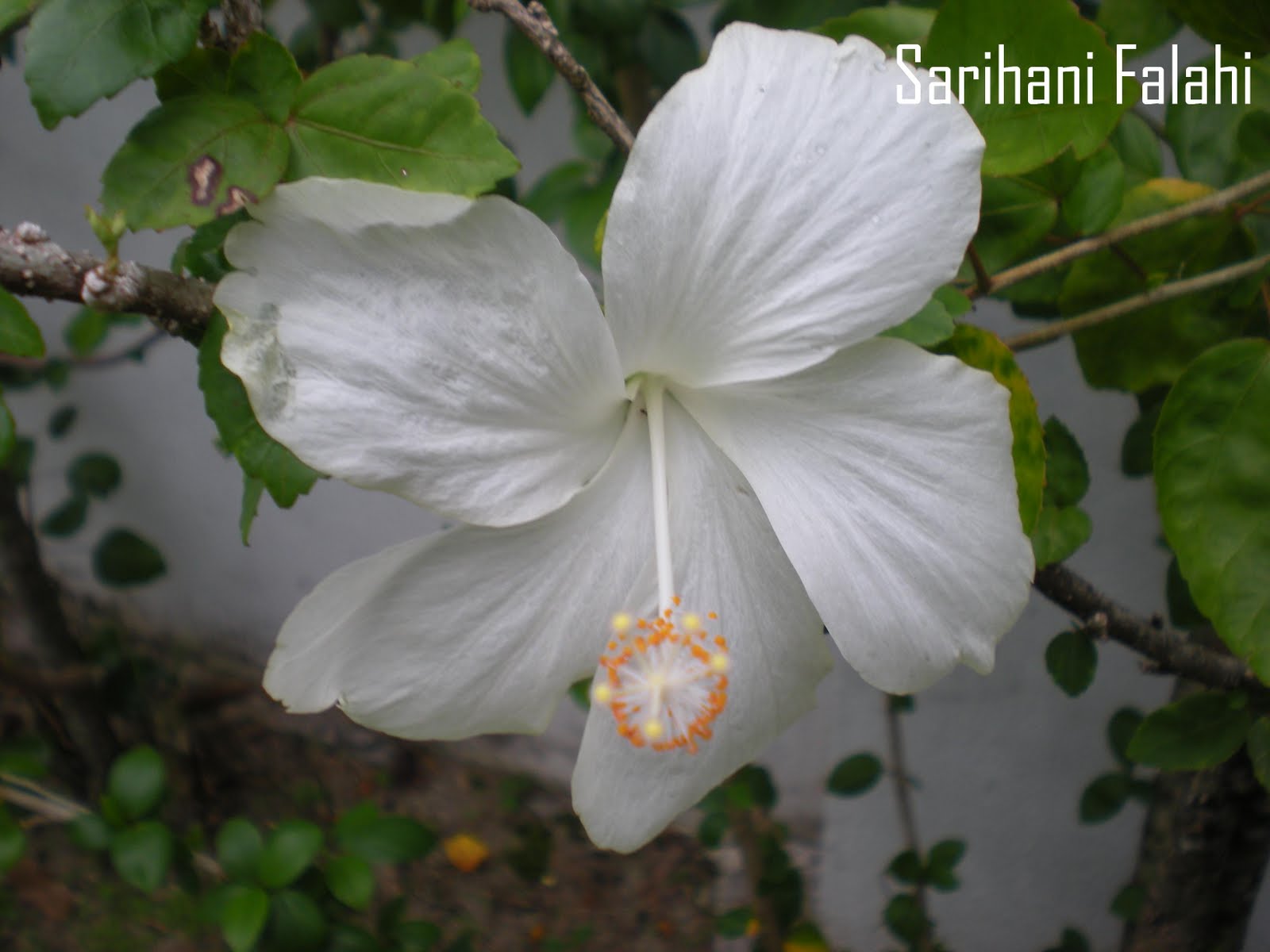 Hati Berdetik dan Berbisik: Bunga Raya Kita