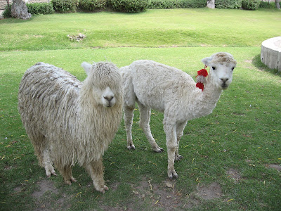 Viajes por América Latina !: Alors, c’est qui le plus beau ? lama sans ...