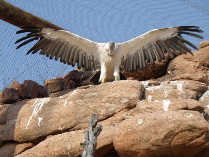 Jelga 2 Africa 2010: Nesher Enjoying the breeze