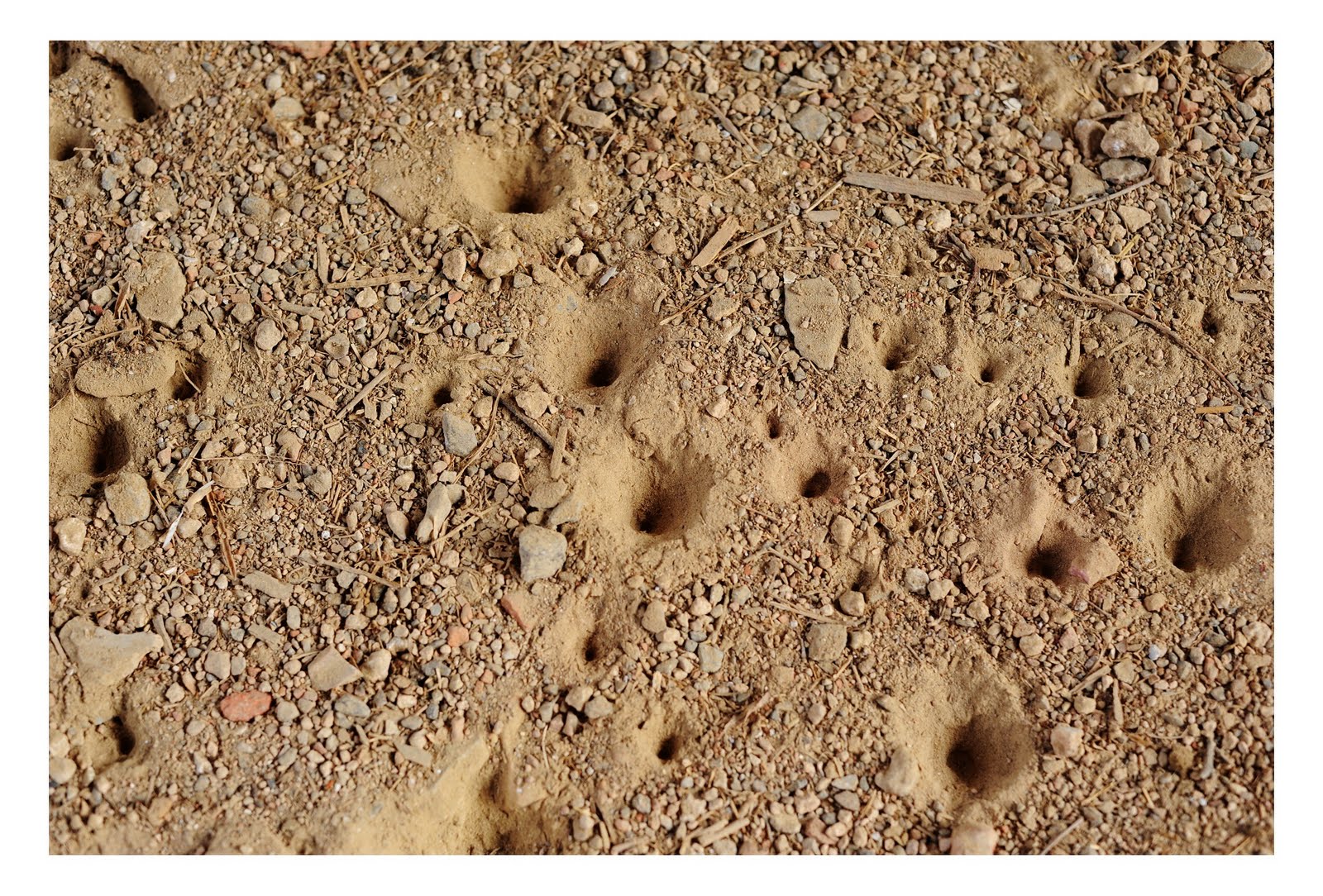 The Green Ogre: Encounter - Antlions and the pit of death