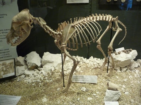 The Road Goes Ever On: Interlude: Our Oldest Companion