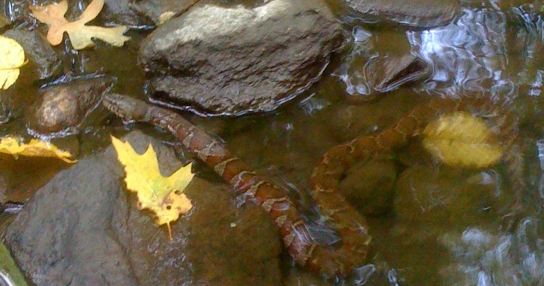 Tech-media-tainment: Snakes alive! Encountering northern watersnakes in ...