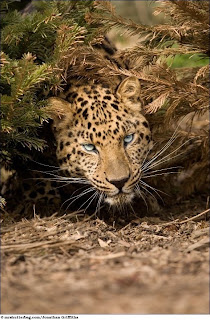 26 Imagens de predadores da Natureza