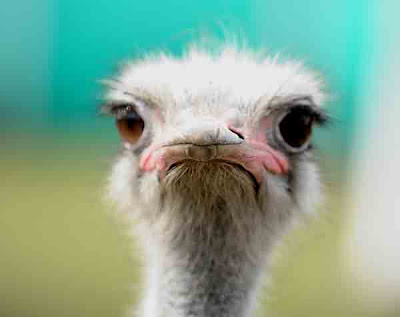 CRISTIAN NISTOR: STRUT AFRICAN