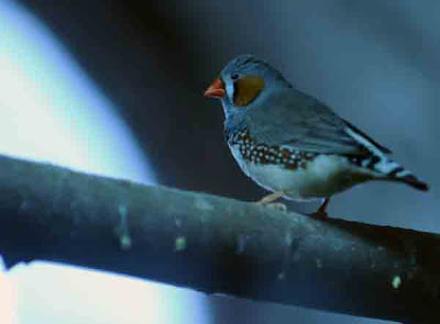 CRISTIAN NISTOR: ZEBRA AUSTRALIANA