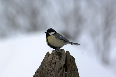 CRISTIAN NISTOR: STICLETE