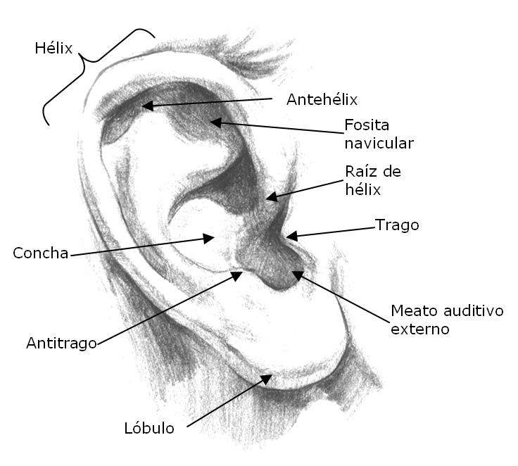 Dibujos orejas - Imagui