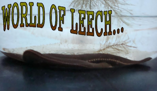 MAKING MONEY THROUGH LEECH: FACTS OF LEECH