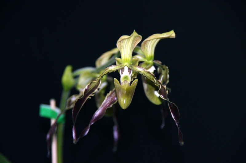 paph parishii | Slippertalk Orchid Forum