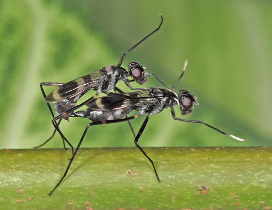 BunyipCo: April 2010