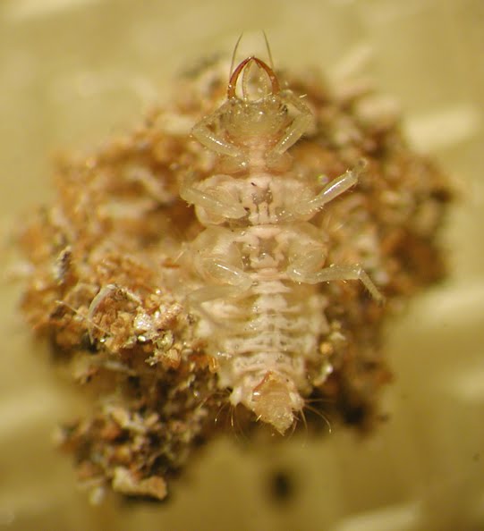 BunyipCo: April 2010