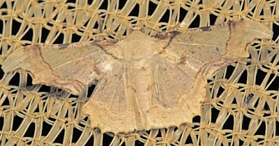 BunyipCo: A Moth Night!