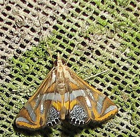 BunyipCo: Aquatic Moths